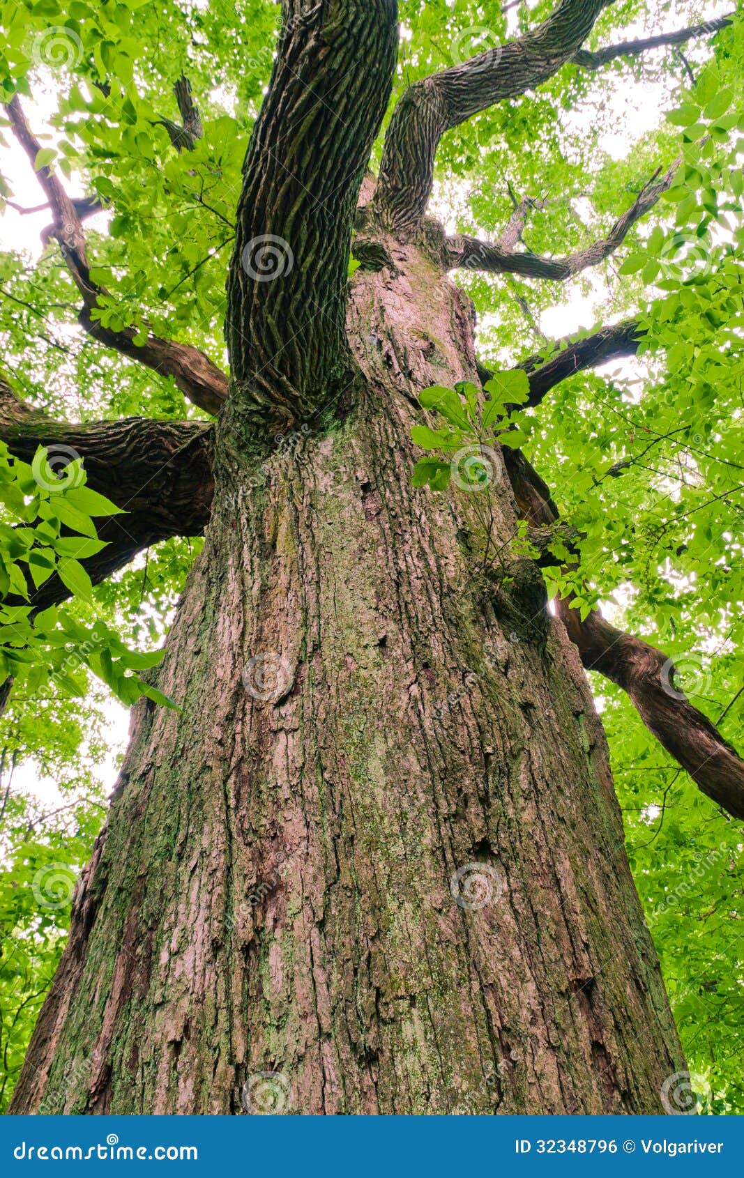Oak Tree Forest Wallpaper
