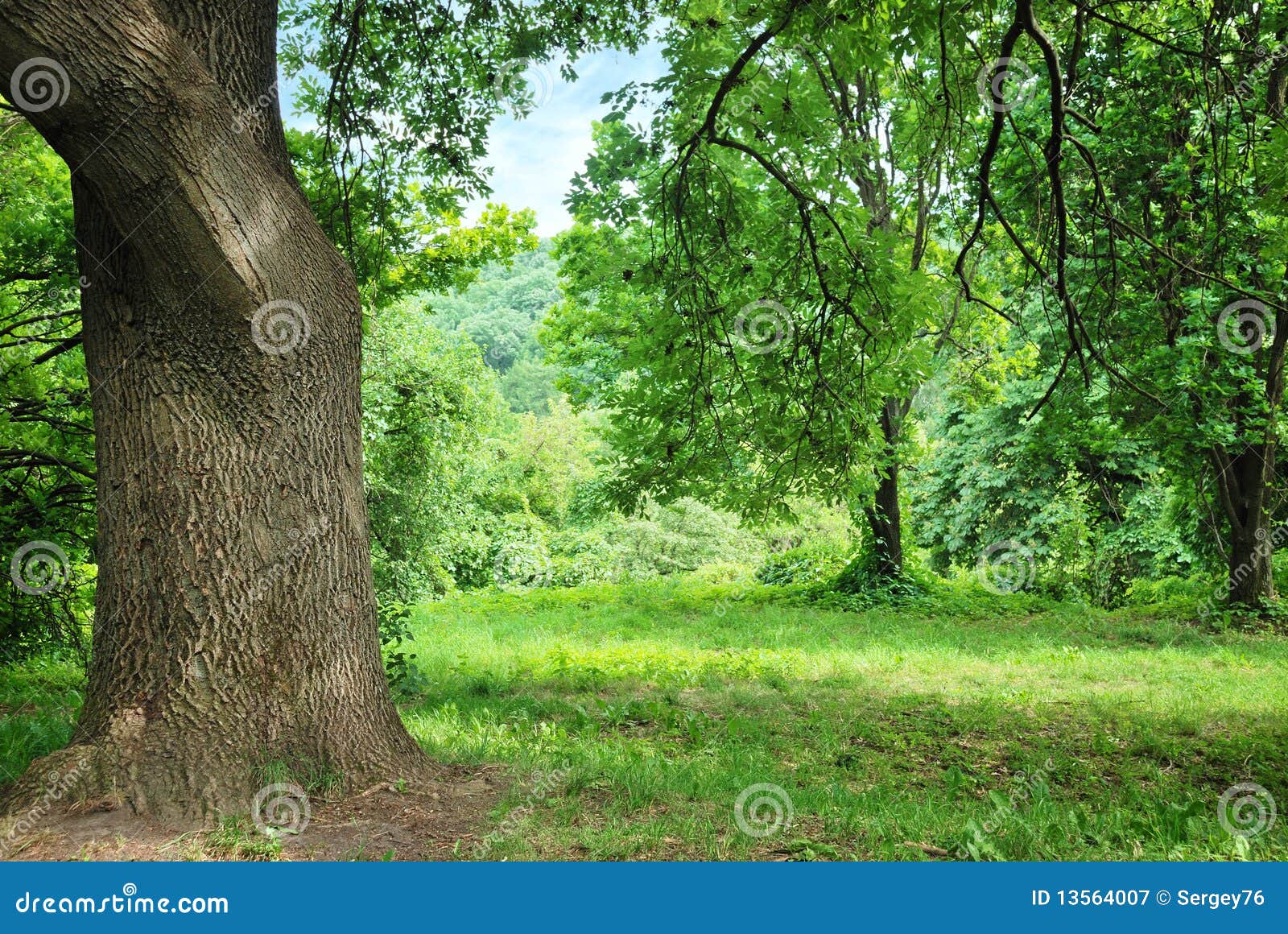Big old oak tree on glade stock image. Image of rays - 13564007