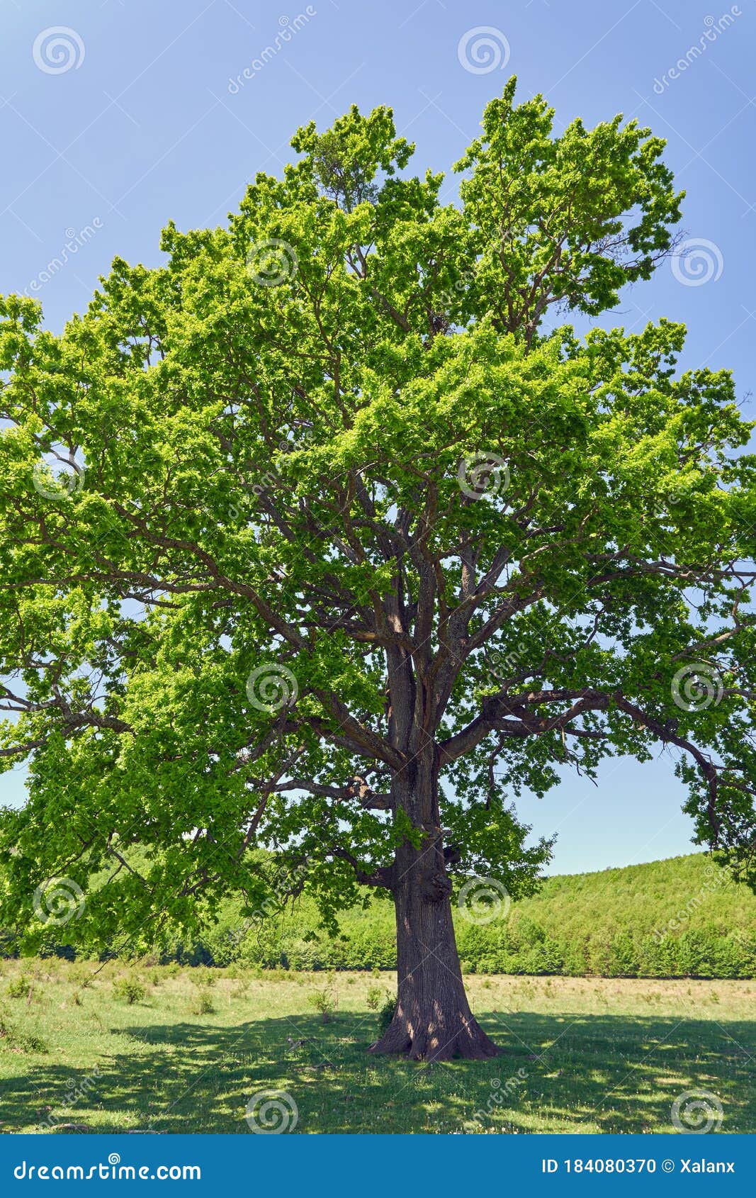 Big old oak tree stock photo. Image of meadow, nature - 184080370