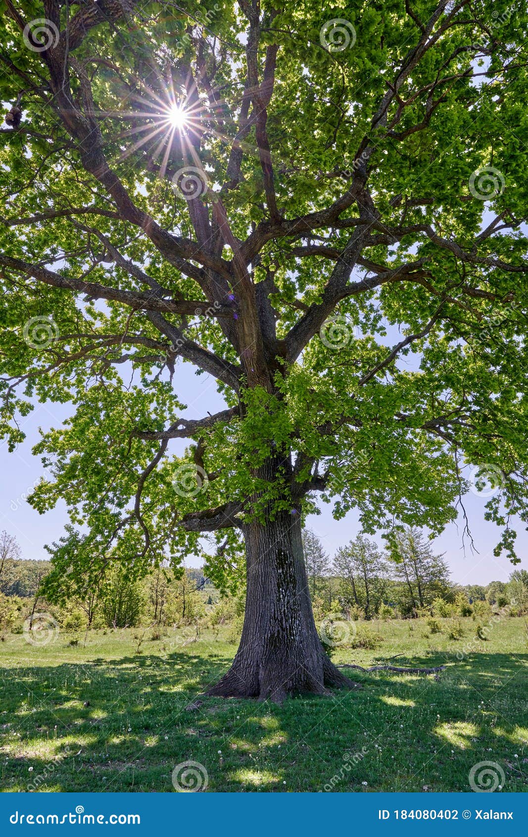 Big old oak tree stock photo. Image of environment, green - 184080402
