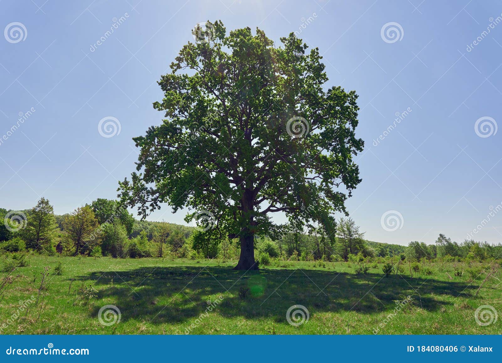 Big old oak tree stock photo. Image of scenery, bright - 184080406