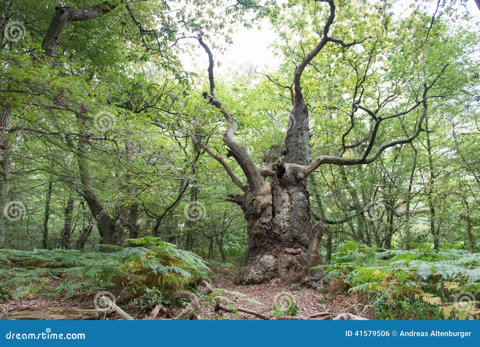 Big old oak tree stock photo. Image of field, peace, solitary - 41579506