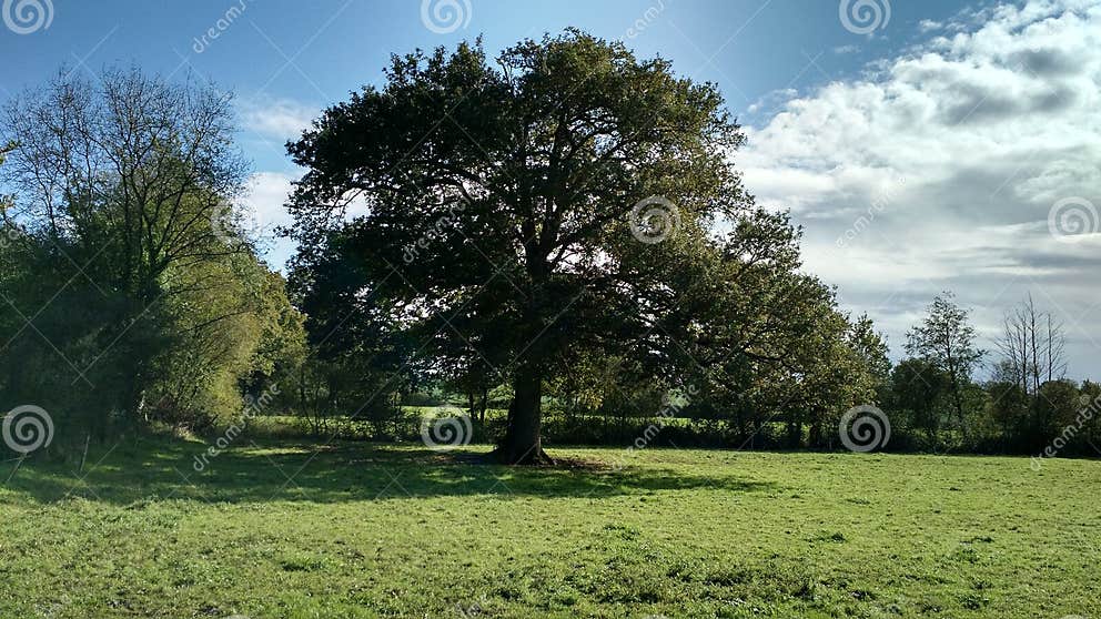 Big old oak tree king stock photo. Image of tree, king - 161988820