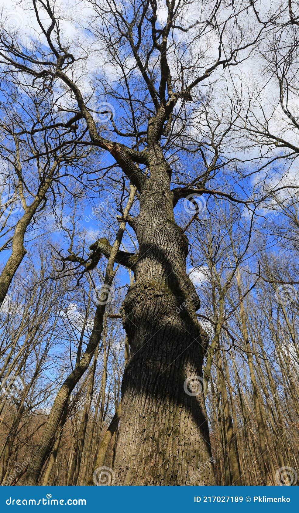Big old oak tree stock image. Image of beautiful, landscape - 217027189