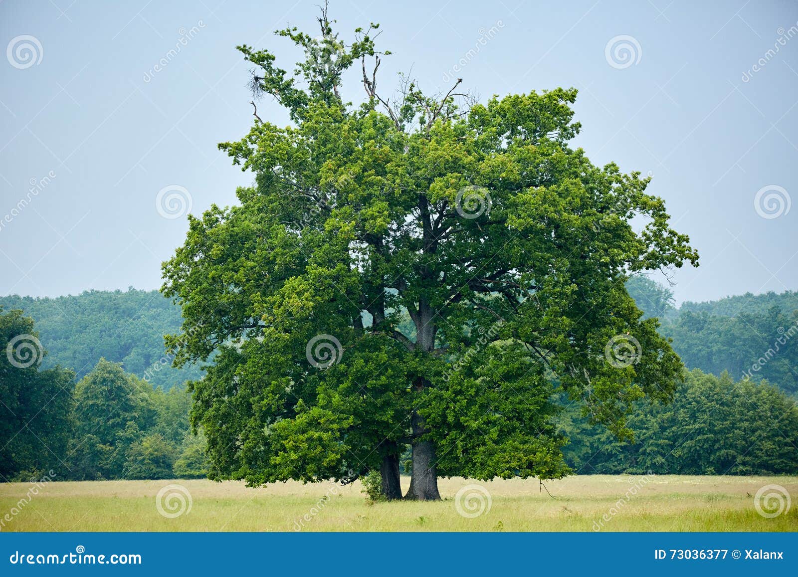 Big Old Oak Tree on a Meadow Stock Image - Image of bright, field: 73036377