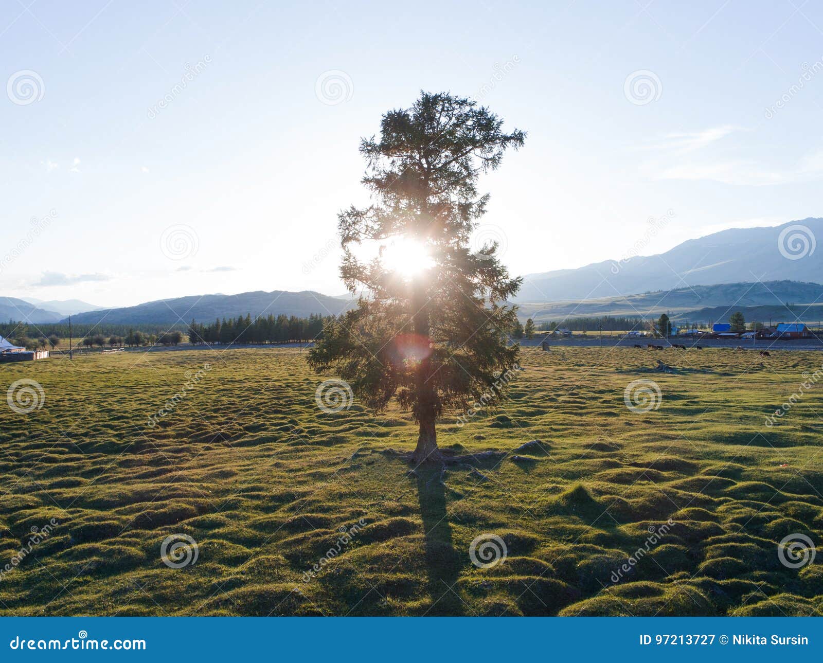 Big Old Oak Tree in the Middle of a Green Field Stock Image - Image of ...