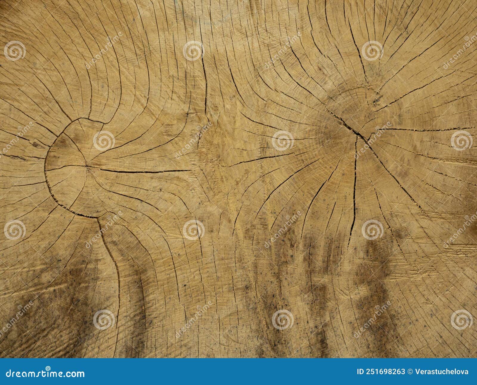 Old Oak Tree Trunk - Wood Texture Stock Image - Image of crack ...