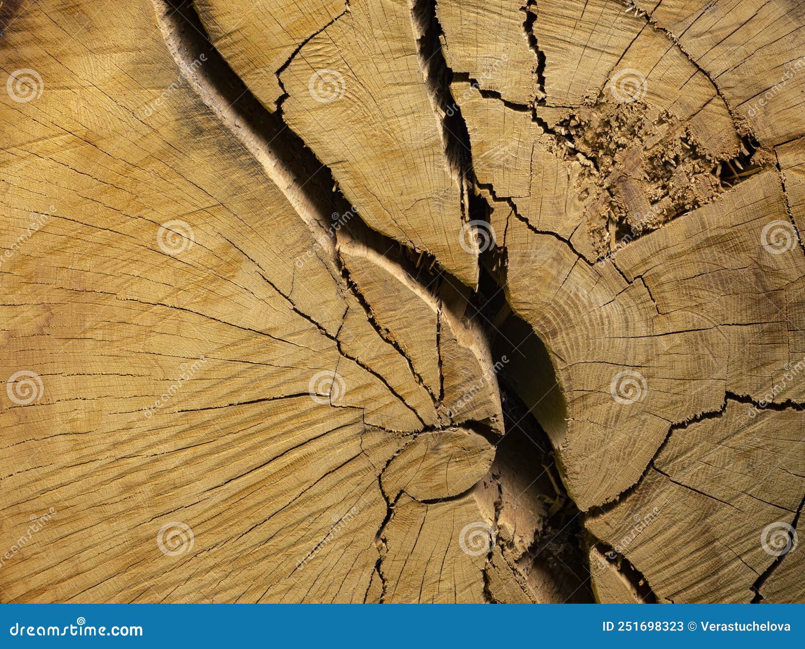 Old Oak Tree Trunk - Wood Texture Stock Image - Image of decorative ...