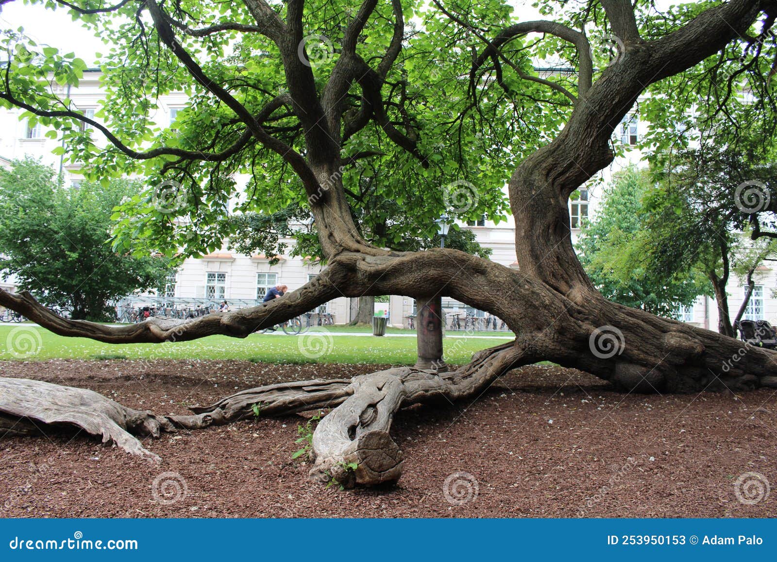 Big Old Oak Tree with Visible Roots Germany Stock Image - Image of ...
