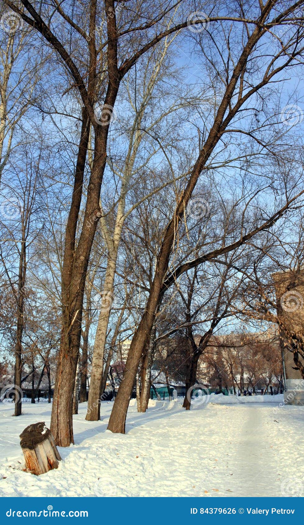 Big Old Old Elm Trees in Winter Stock Photo - Image of scene, cold ...