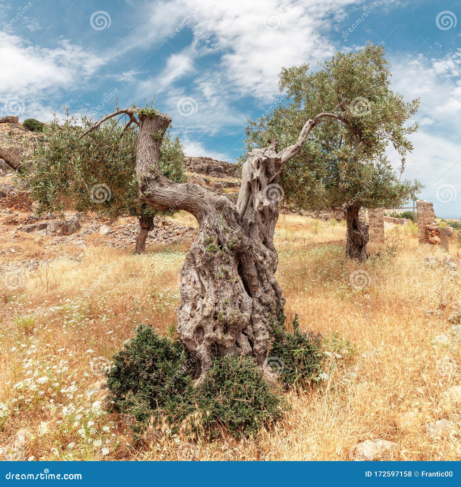 Old Olive Tree at Summer Time Stock Photo - Image of aged, countryside ...