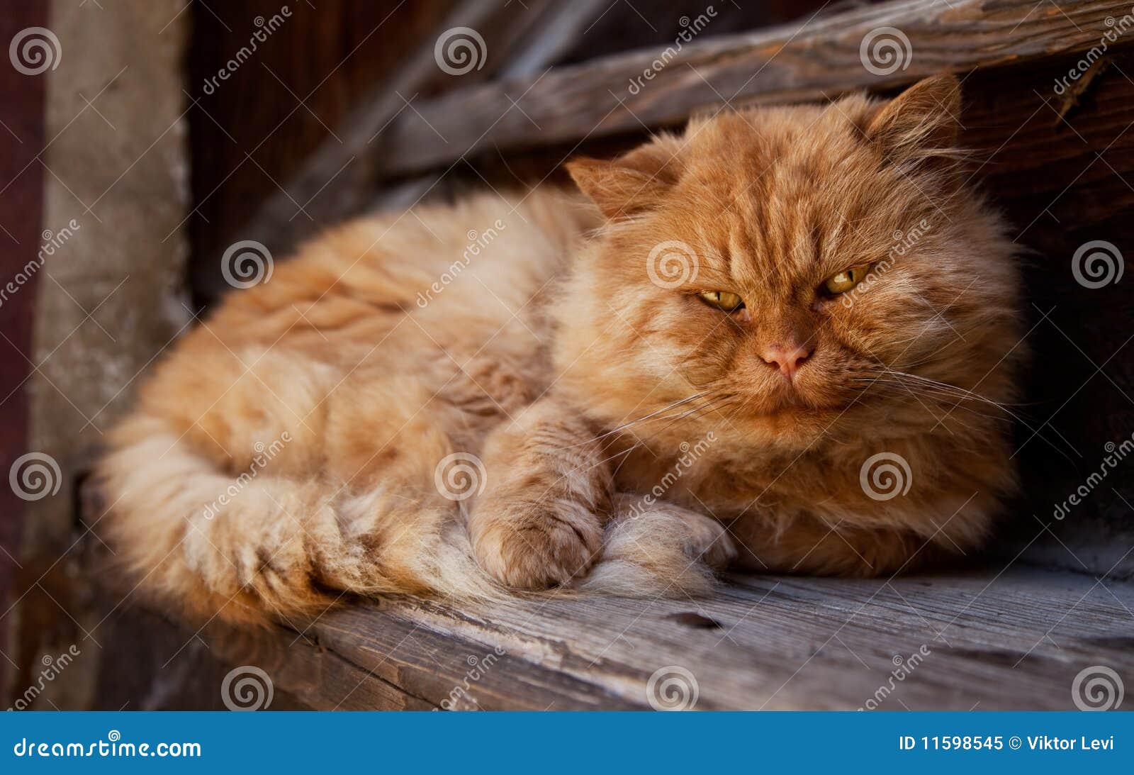 Big old orange cat stock image. Image of watching, predator - 11598545