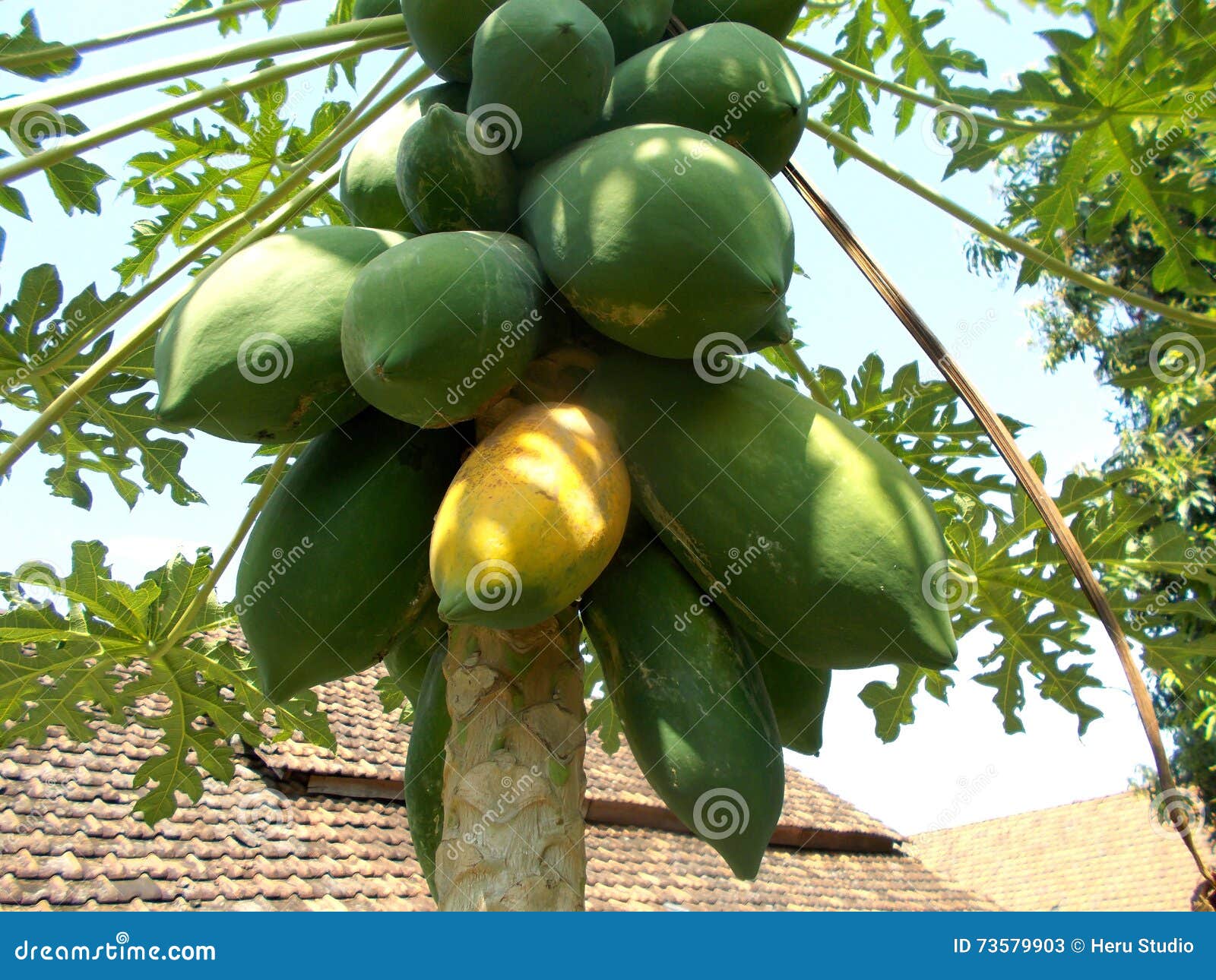 Big old papaya on the tree stock image. Image of mature - 73579903