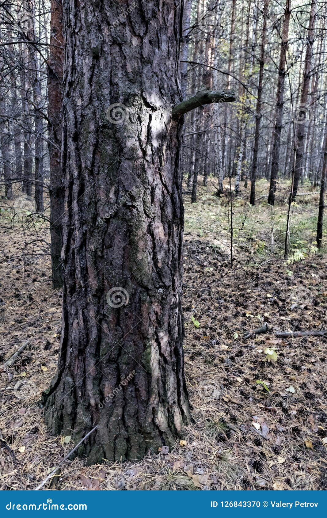 Big Old Pine Tree on the Background of the Young Forest Stock Photo ...