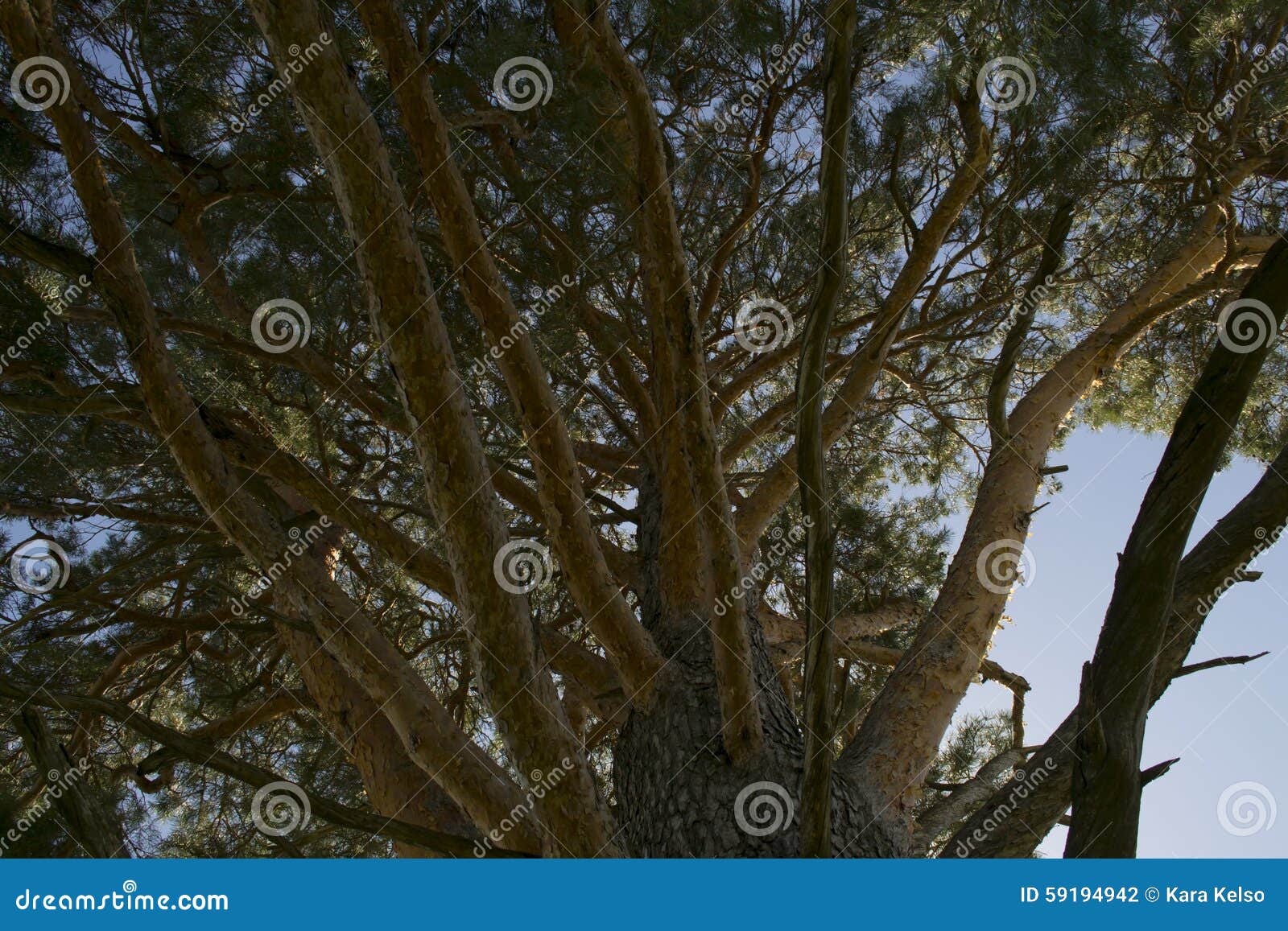 Big Old Pine Tree from Below Stock Photo - Image of green, large: 59194942