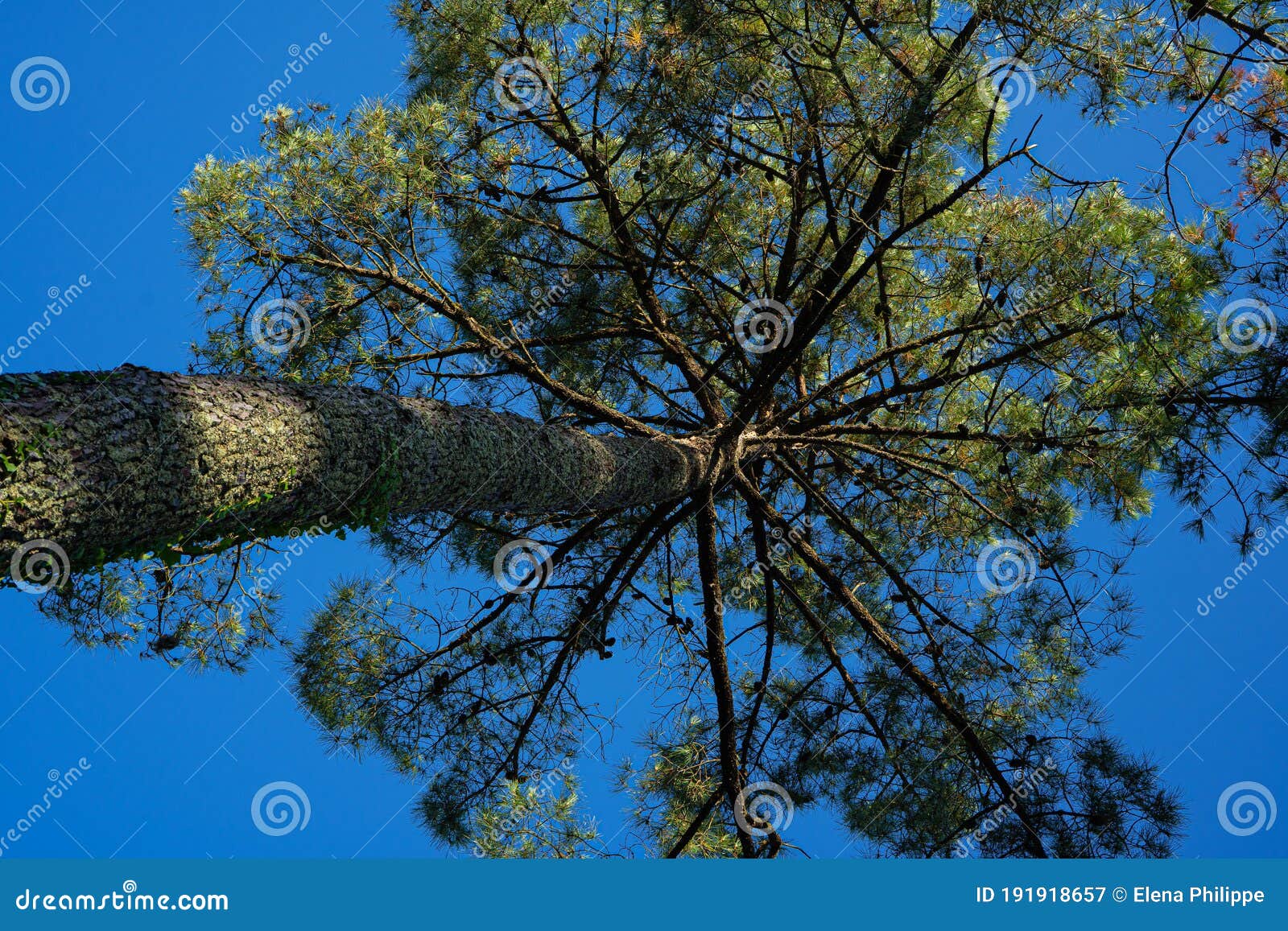 Big Old Pine Trees Thrones Bottom View Stock Image - Image of outdoors ...