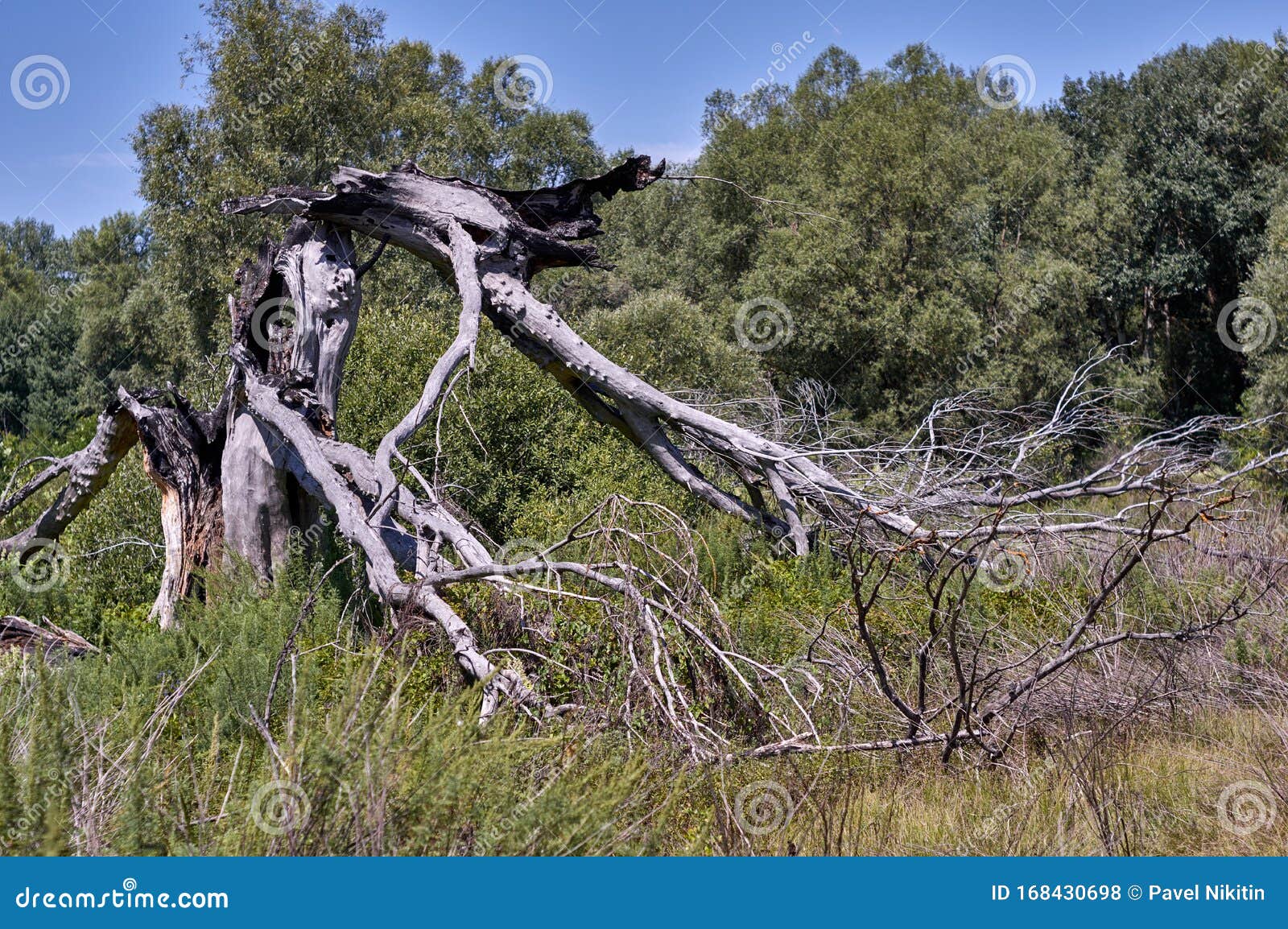 A Big Old Poplar Tree, a Broken Branch from Stock Photo - Image of ...