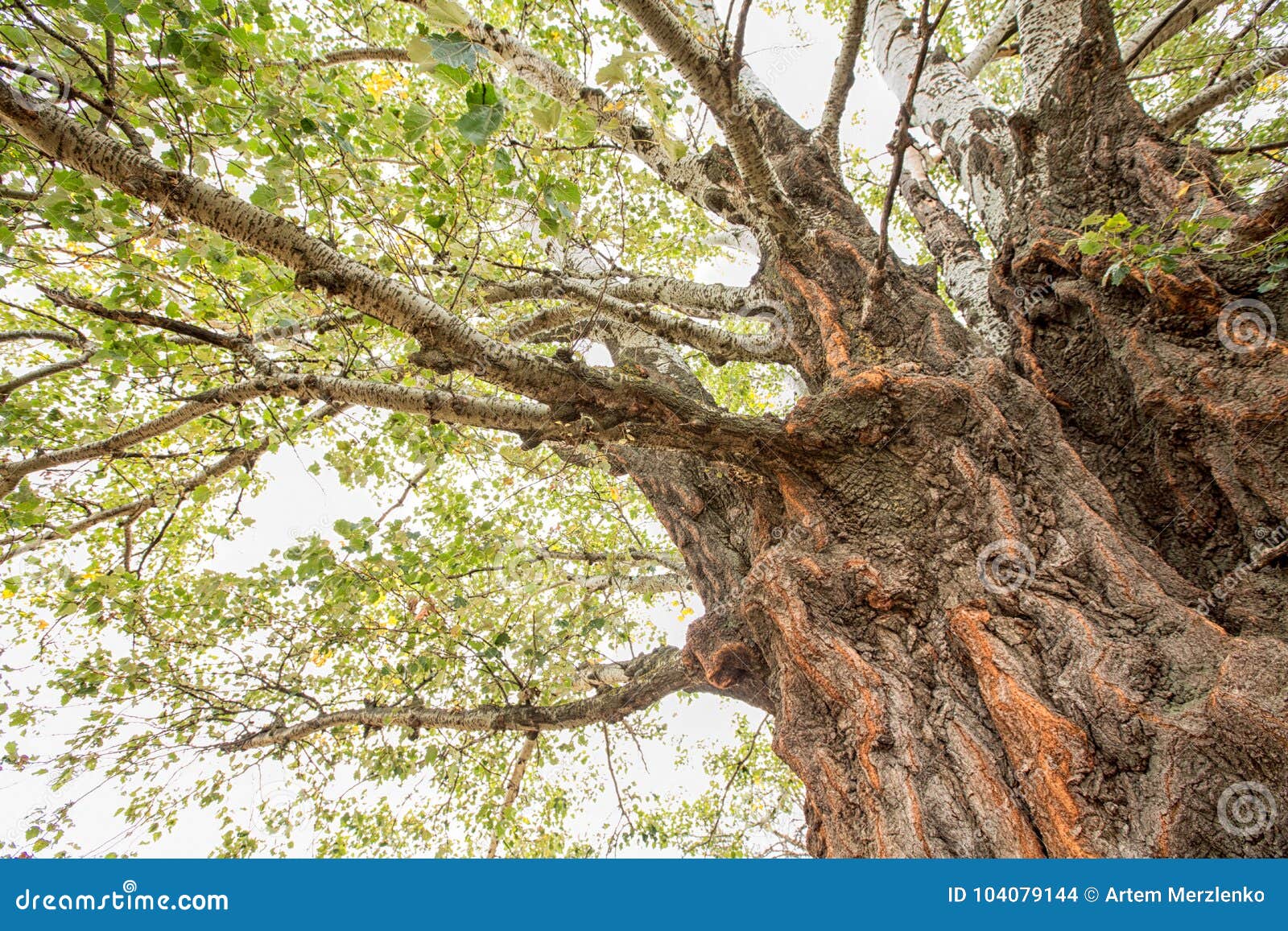 A Big Old Poplar Tree with an Impressive Trunk Stock Photo - Image of ...