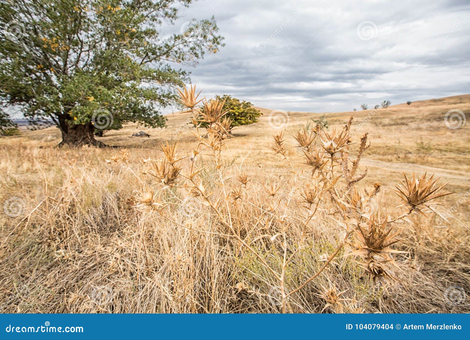 A Big Old Poplar Tree with an Impressive Trunk Stock Photo - Image of ...