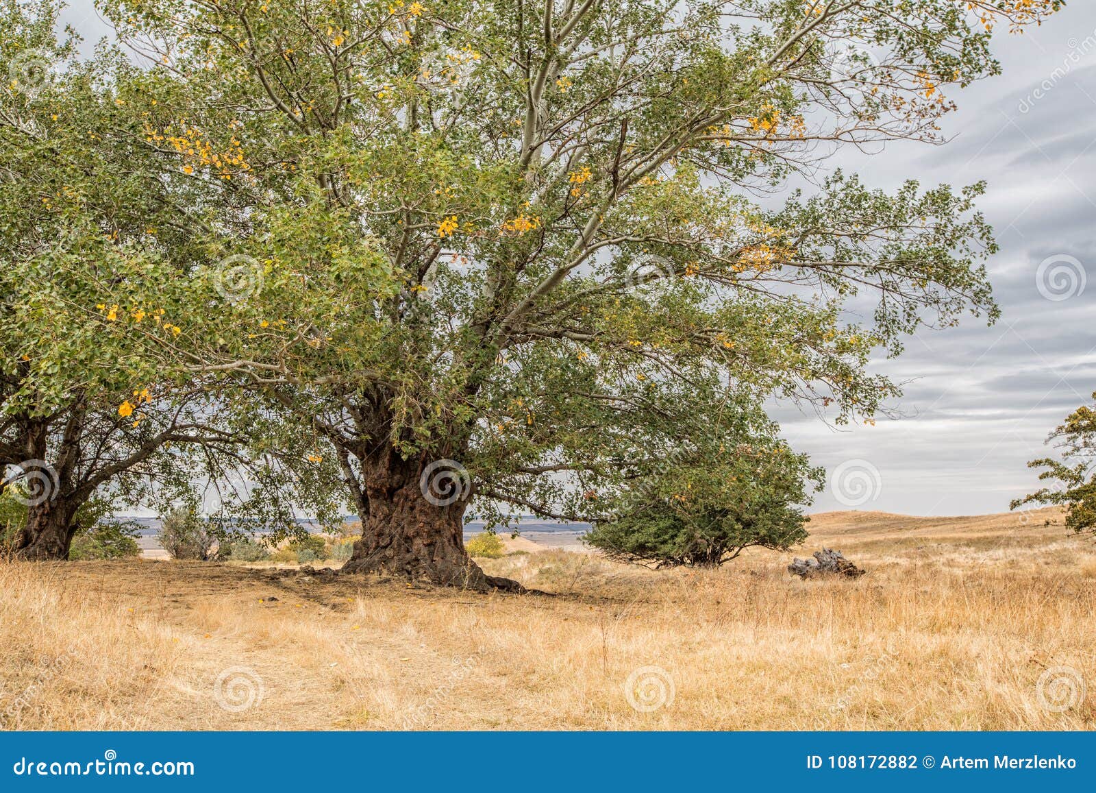 A Big Old Poplar Tree with an Impressive Trunk Stock Photo - Image of ...