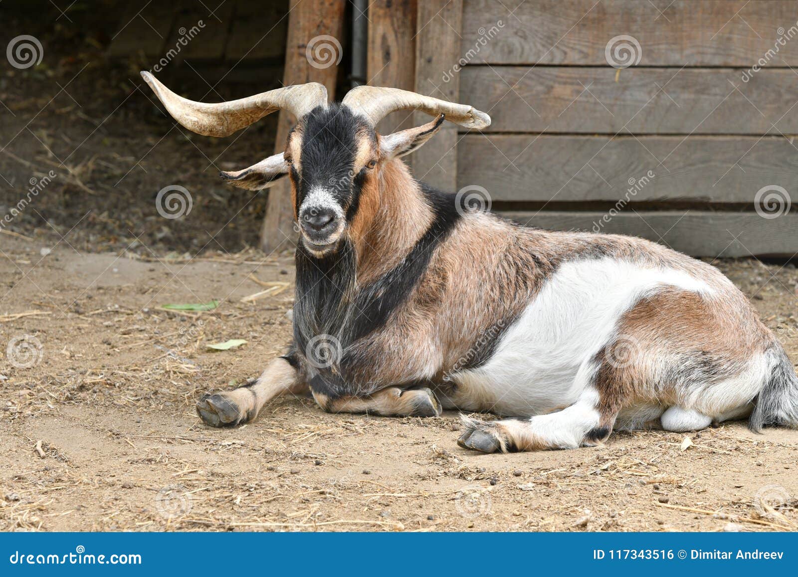 Big old ram stock photo. Image of ground, wilde, white - 117343516