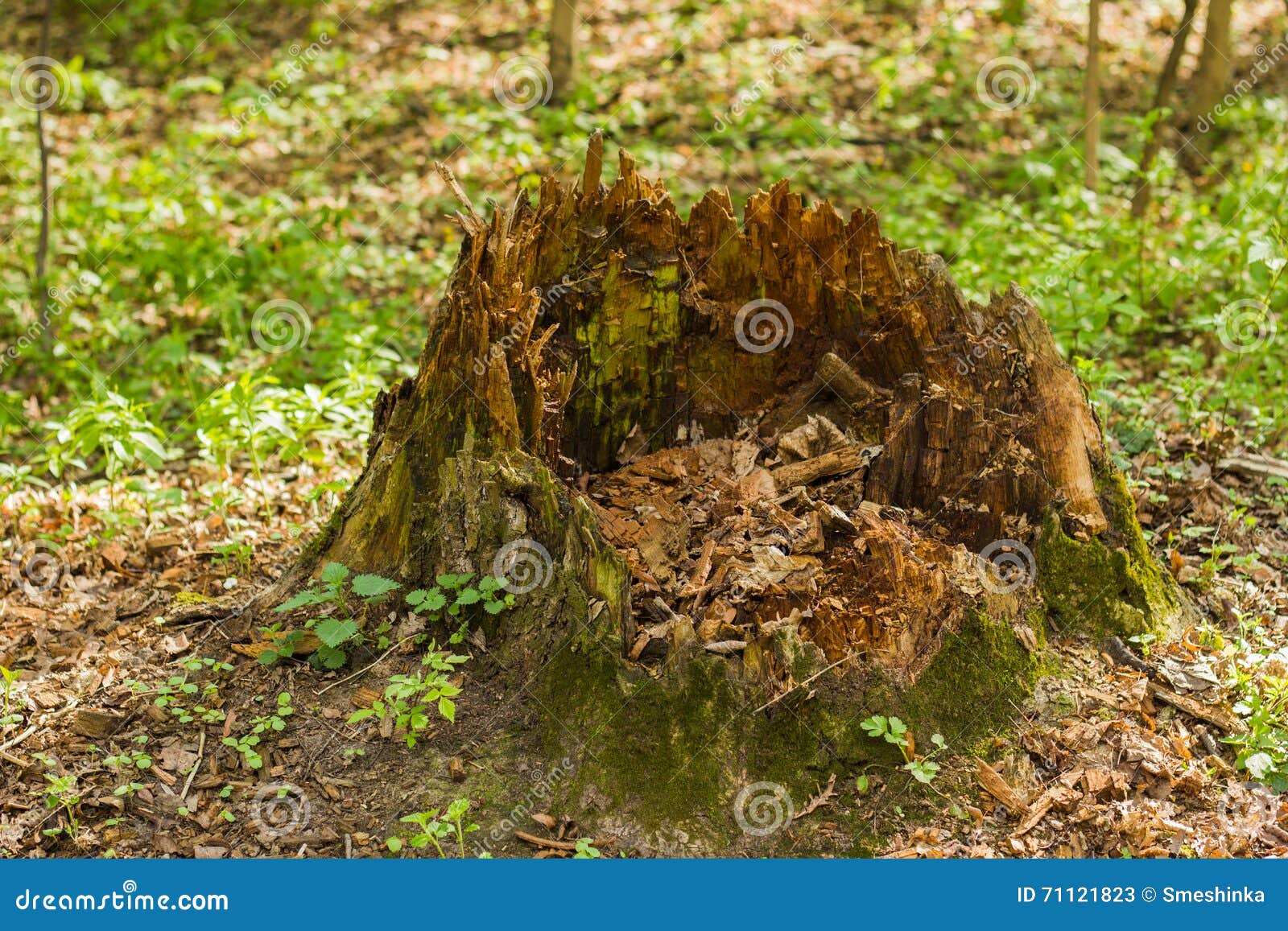 Big Old Rotten Tree Stump in Spring Stock Image - Image of spring ...