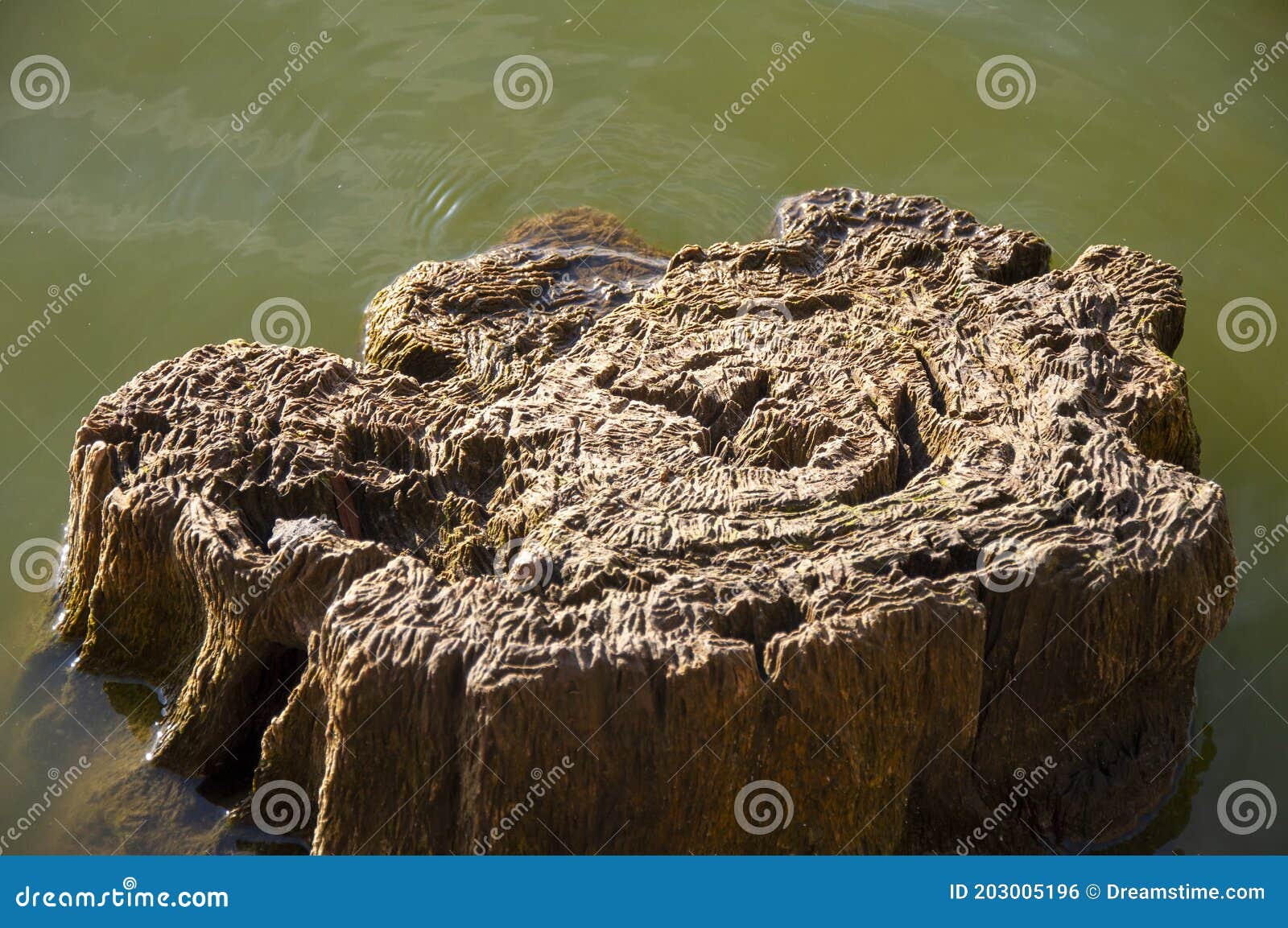 Big Old Rotten Tree Stump in Water Stock Photo - Image of dead, green ...
