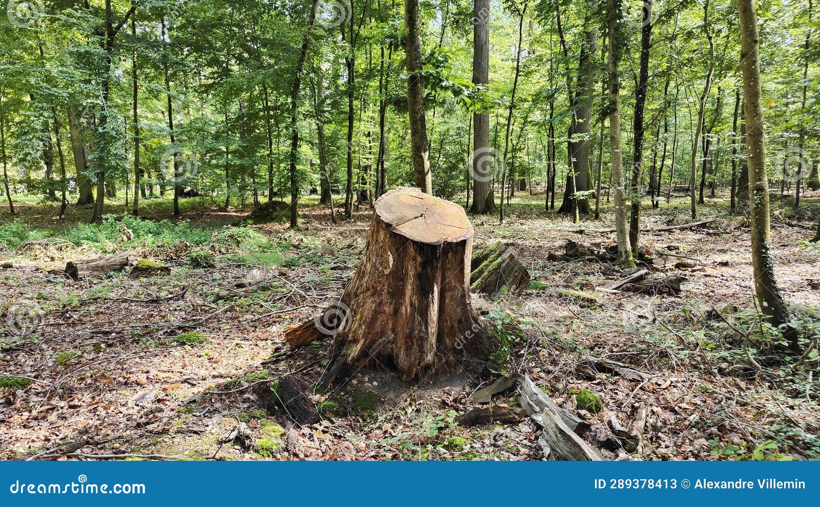 Big old stump stock image. Image of trunk, forestry - 289378413