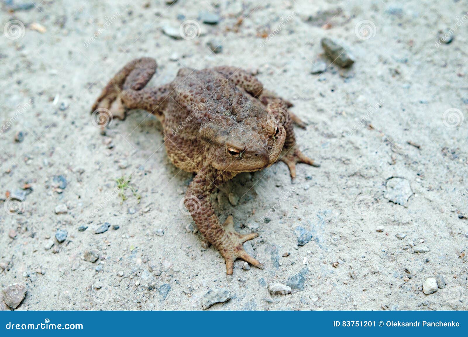 A Big Old Toad Walking Over a Gravel Road Stock Image - Image of macro ...