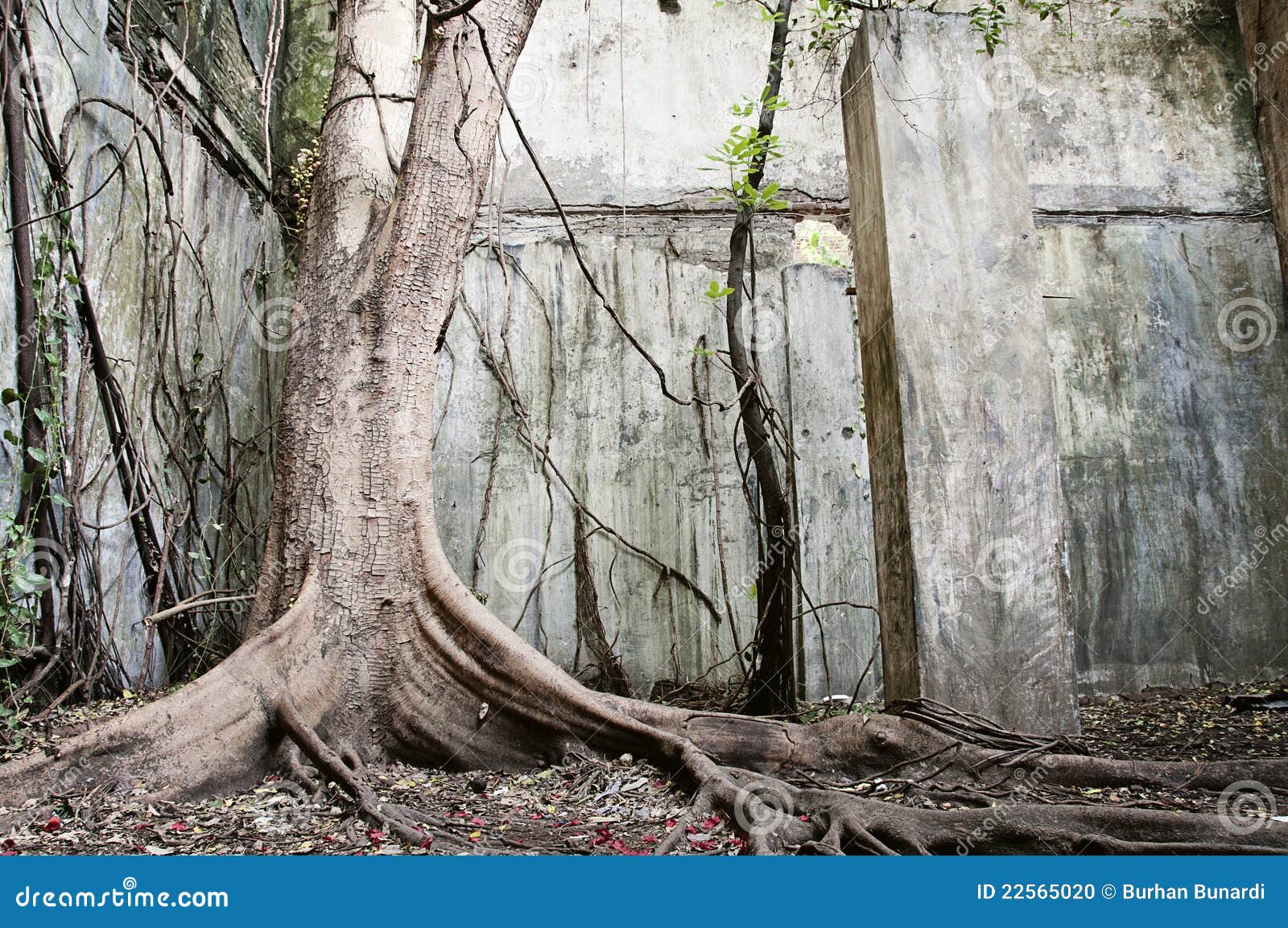 Big old tree stock photo. Image of root, large, plant - 22565020