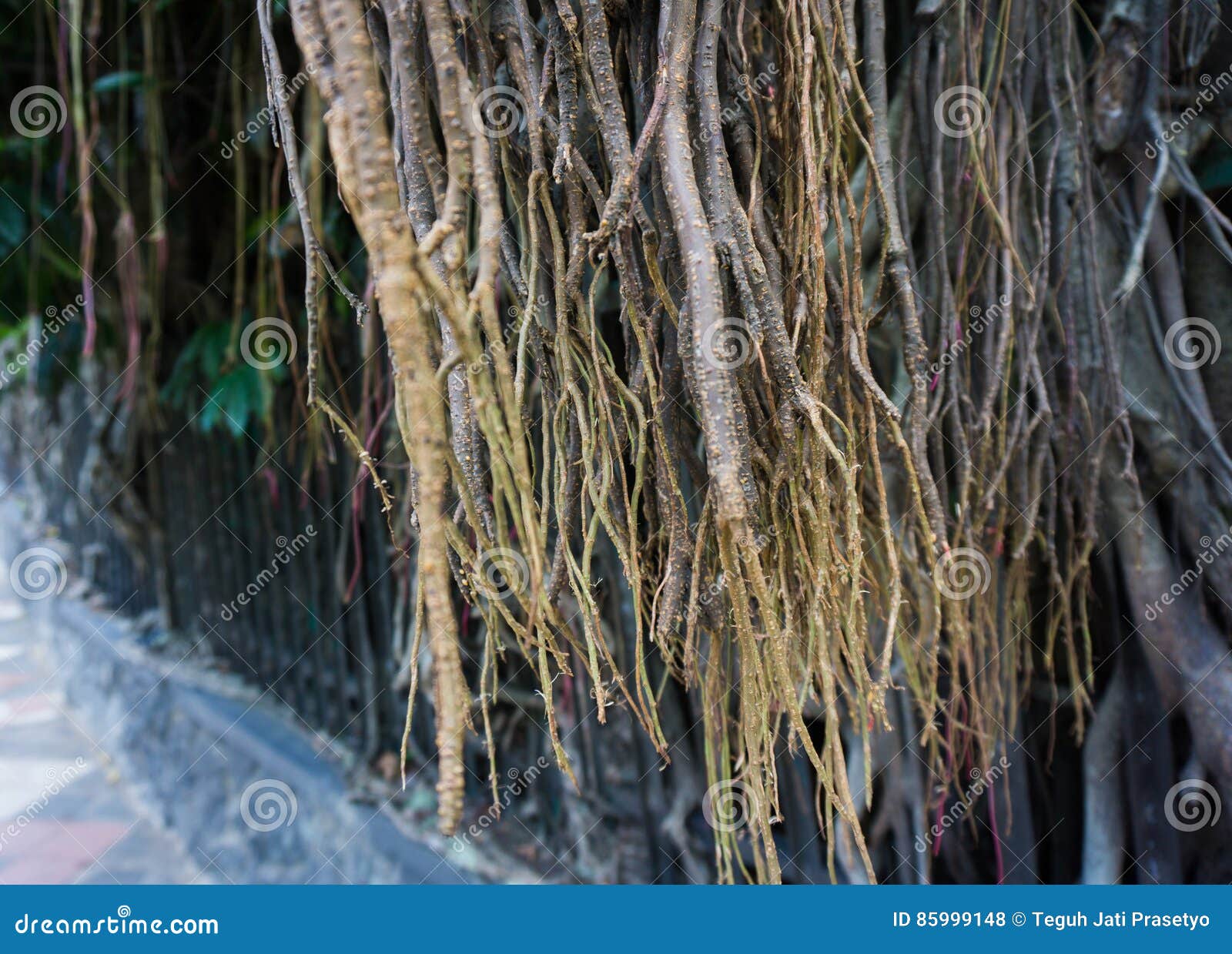 A Big Old Tree with Big and Long Dry Roots at Kebun Raya Bogor ...