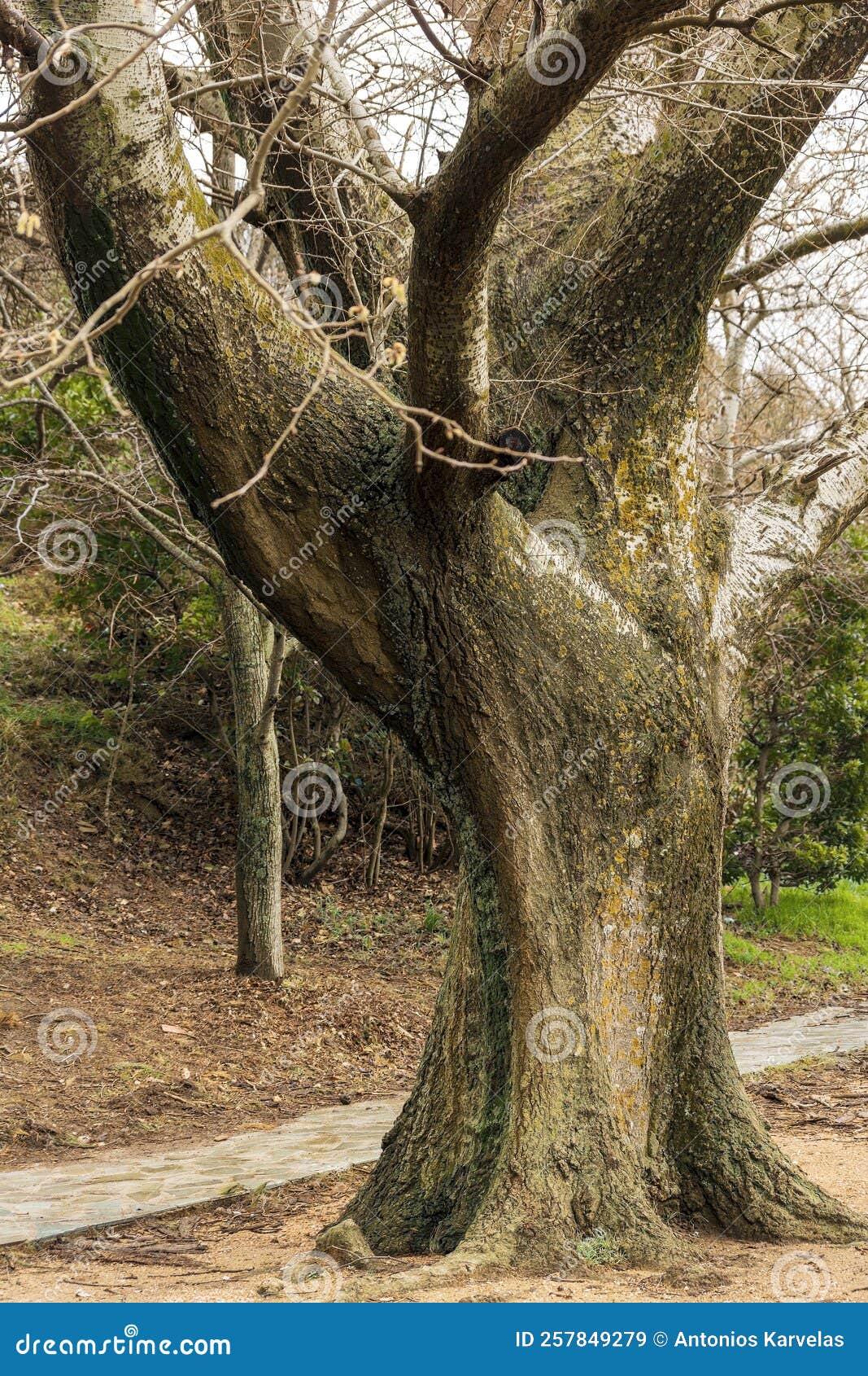 Big old tree stock image. Image of ecology, ground, outdoors - 257849279