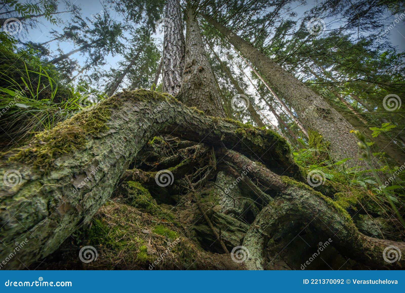 Big Old Tree with Big Roots on Rock Stock Photo - Image of plant ...