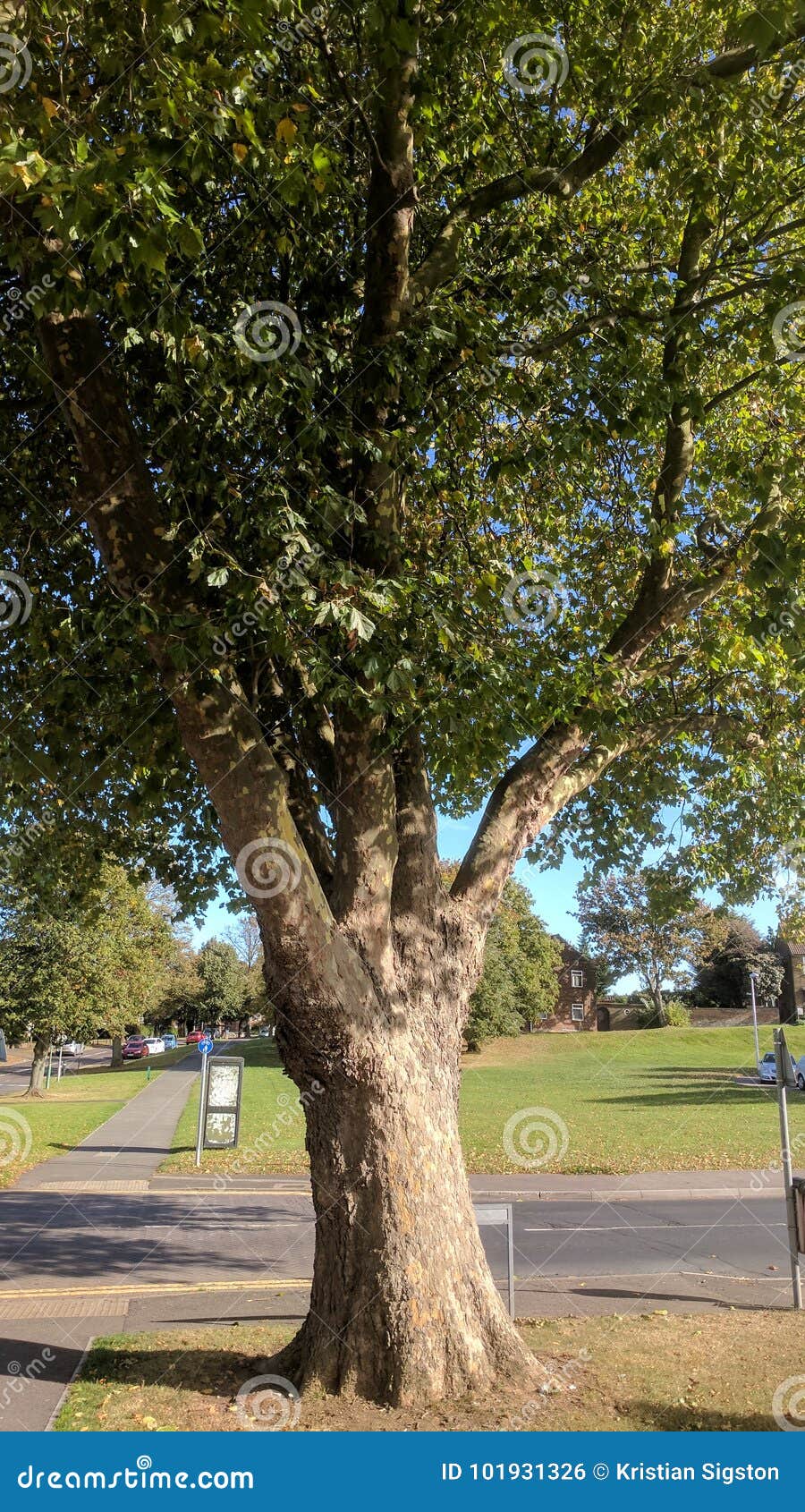 Big old tree stock photo. Image of tree, bottom, ancient - 101931326