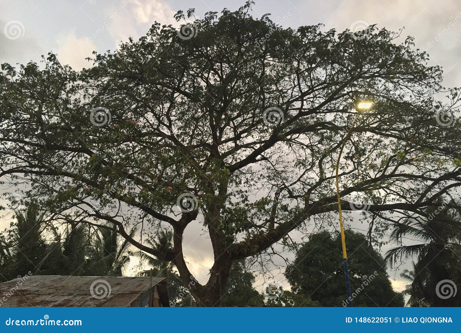 The Big Old Tree, Tree Crown Like an Umbrella Stock Image - Image of ...