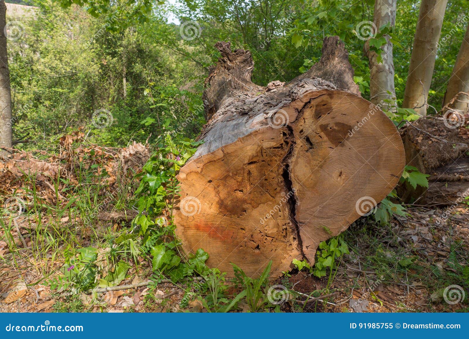 Big old tree cut out stock image. Image of ancient, tree - 91985755