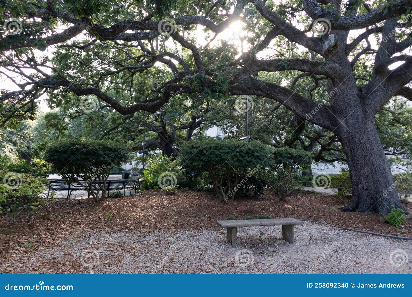 Old Tree and Shaded Bench at Congo Square in Treme of New Orleans Stock ...