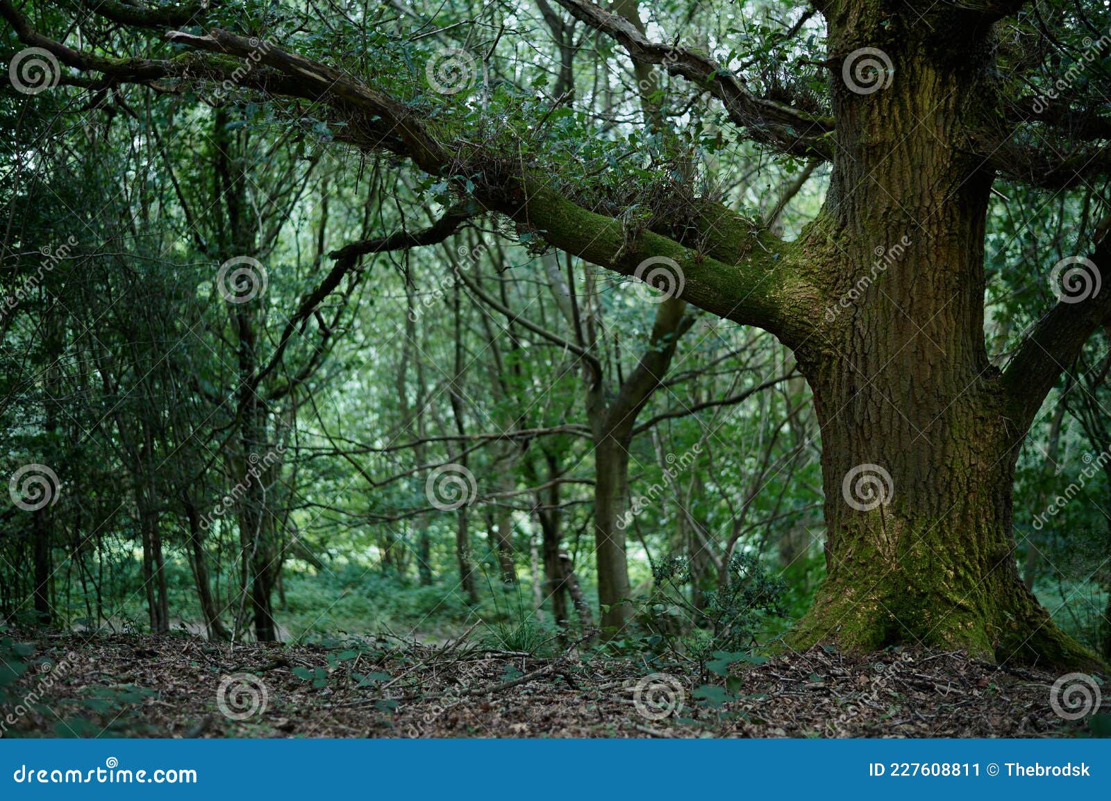 Big Old Tree in an English Forest with Leaves on the Ground Stock Image ...