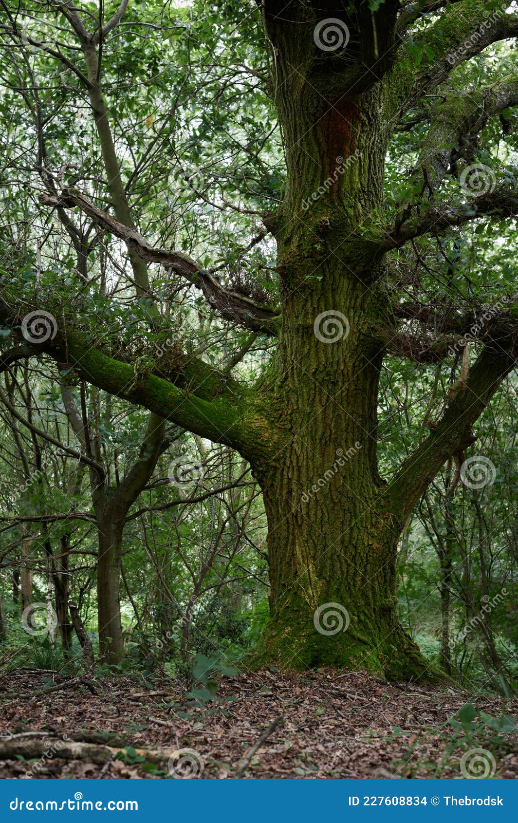 Big Old Tree in an English Forest with Leaves on the Ground Stock Photo ...