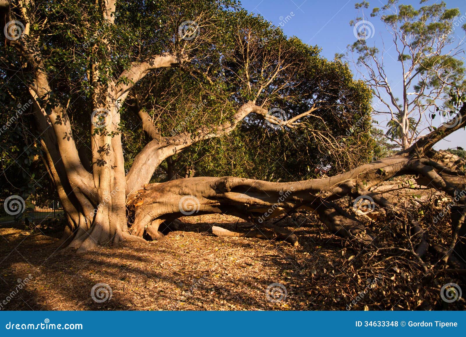 Big Old Tree with Fallen Branch Stock Photo - Image of large, heavy ...