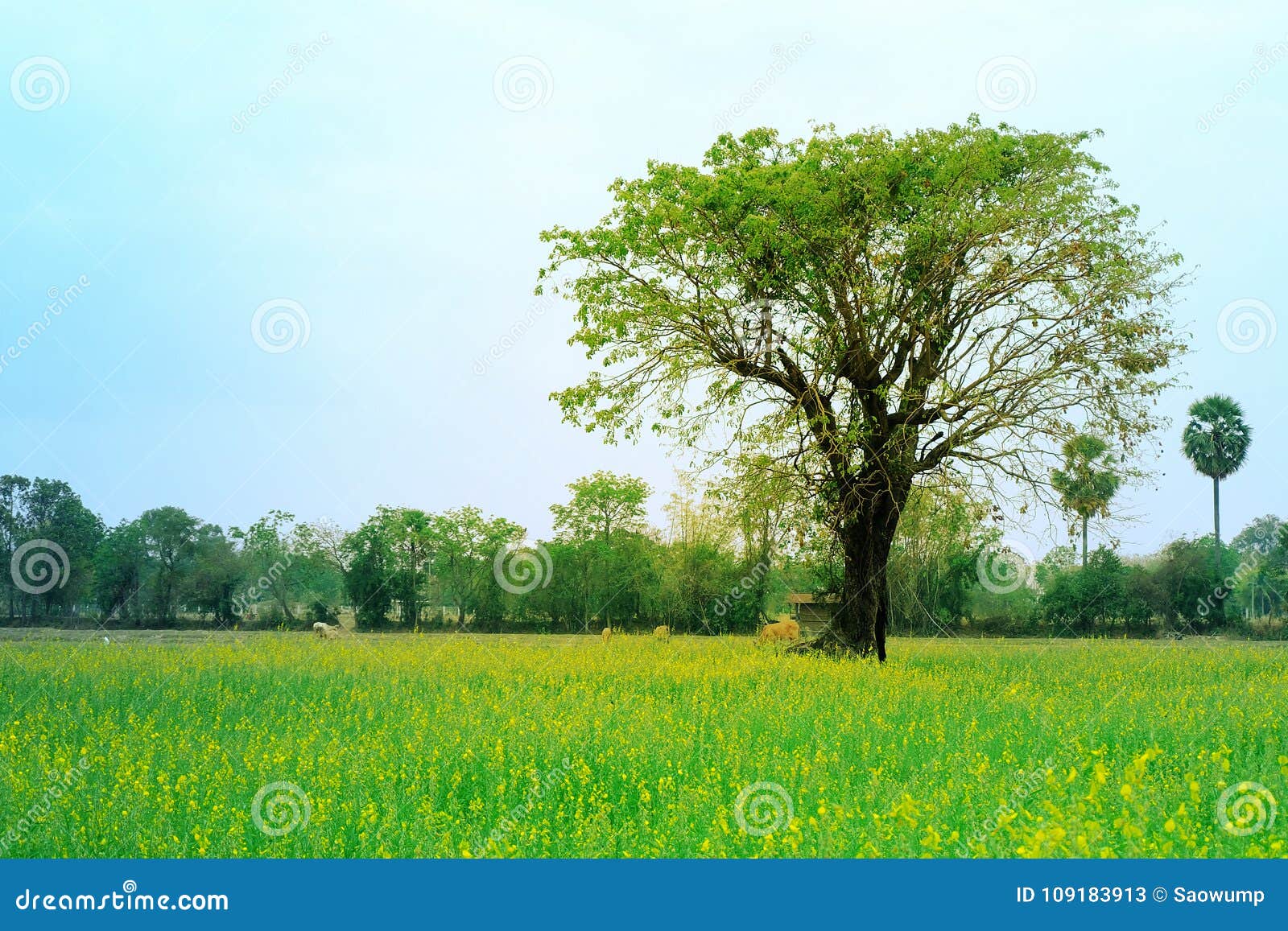 Big old tree field. stock image. Image of travel, field - 109183913