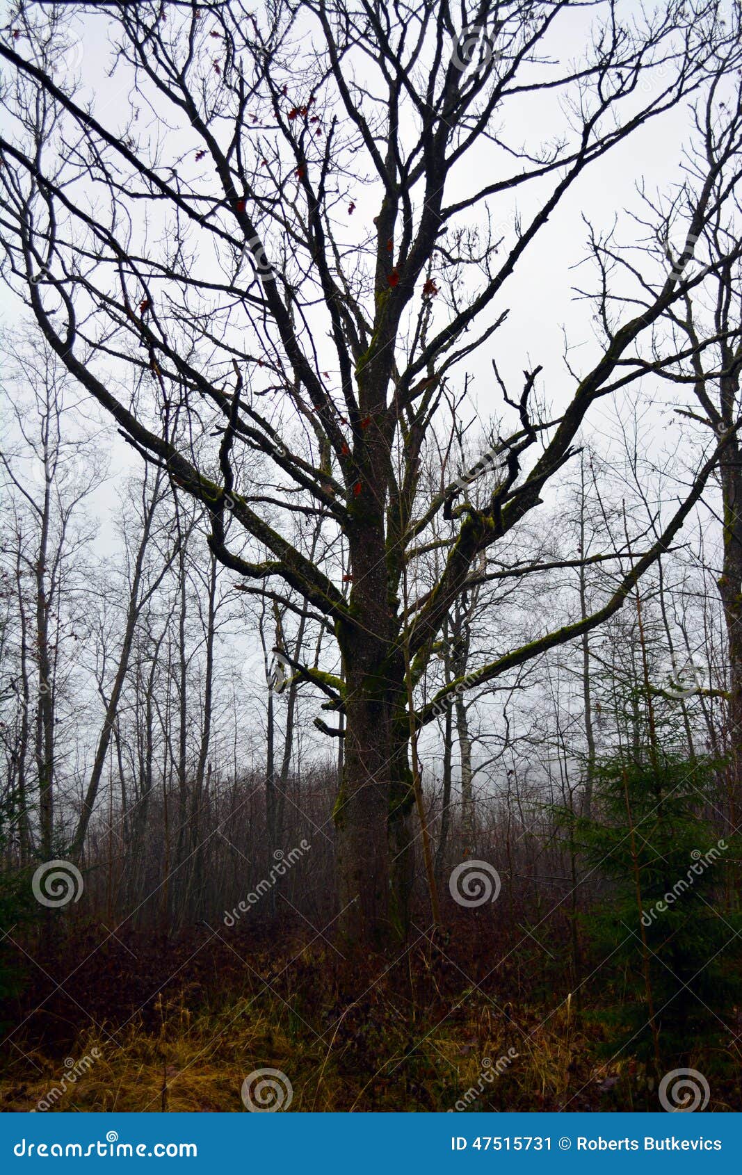 Big Old Tree in Forest in Countryside Stock Image - Image of nature ...