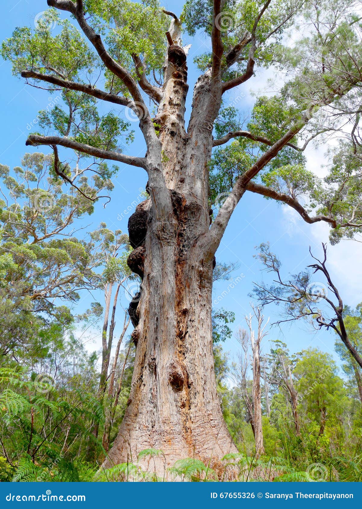 Big old tree stock photo. Image of clear, southwest, plant - 67655326