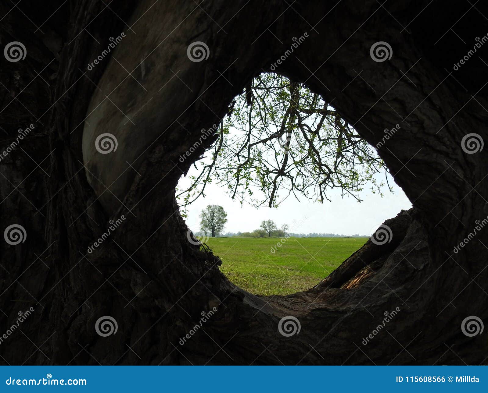View Over Old Tree Hole in Spring, Lithuania Stock Photo - Image of ...