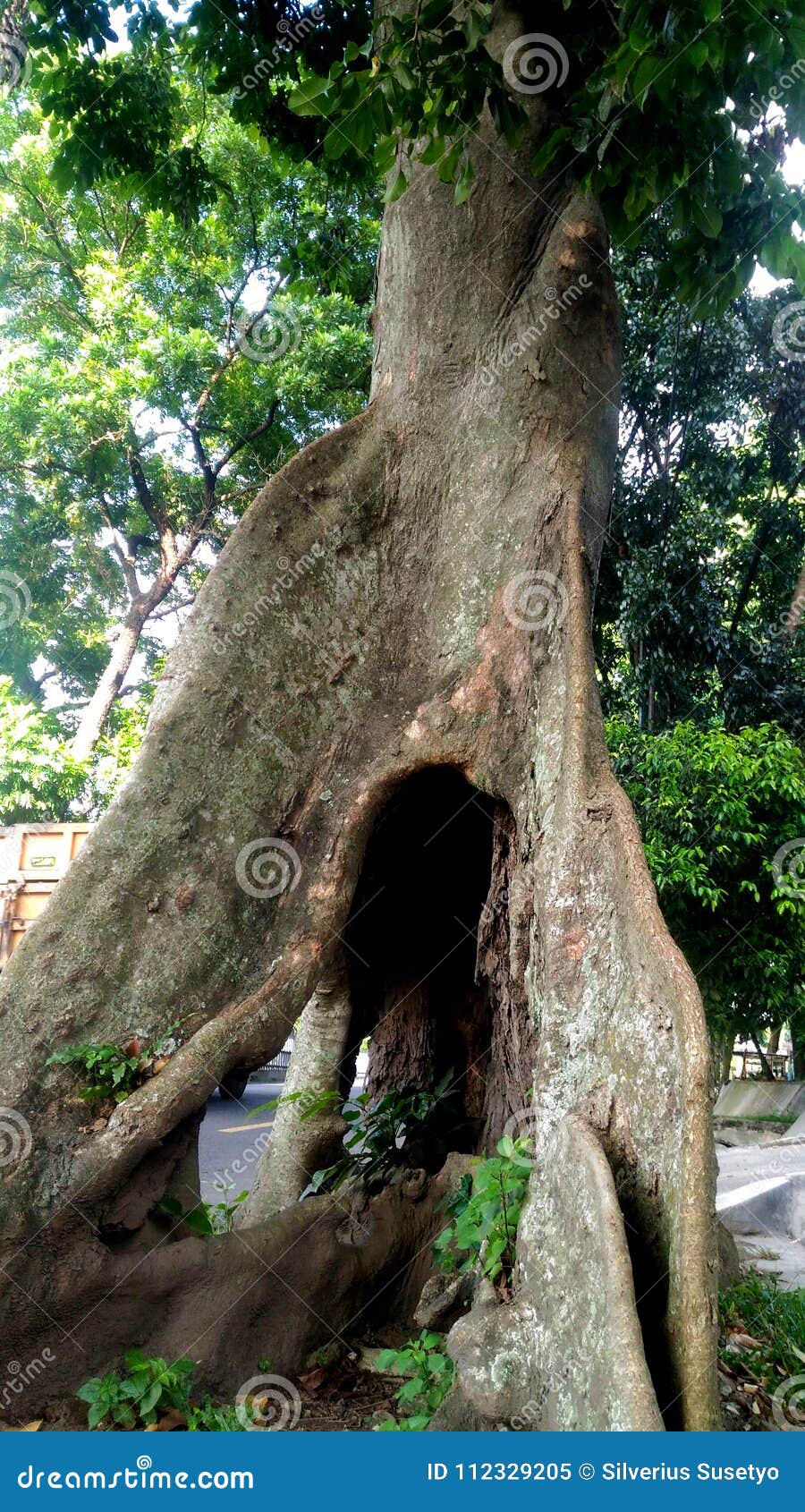 Big Old Tree stock image. Image of jungle, tree, weather - 112329205