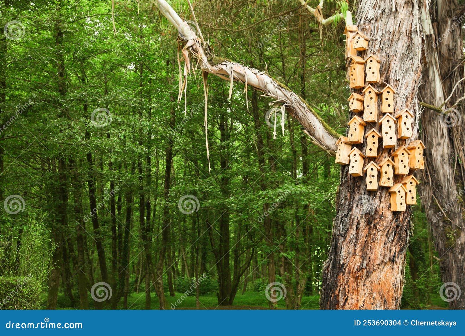 Big Old Tree with Many Bird Houses on Trunk in Park Stock Photo - Image ...