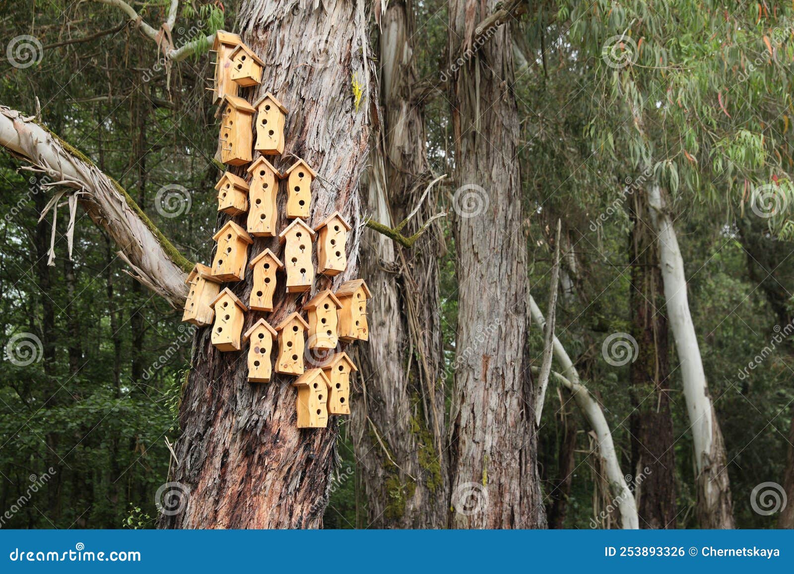 Big Old Tree with Many Bird Houses on Trunk in Park Stock Photo - Image ...