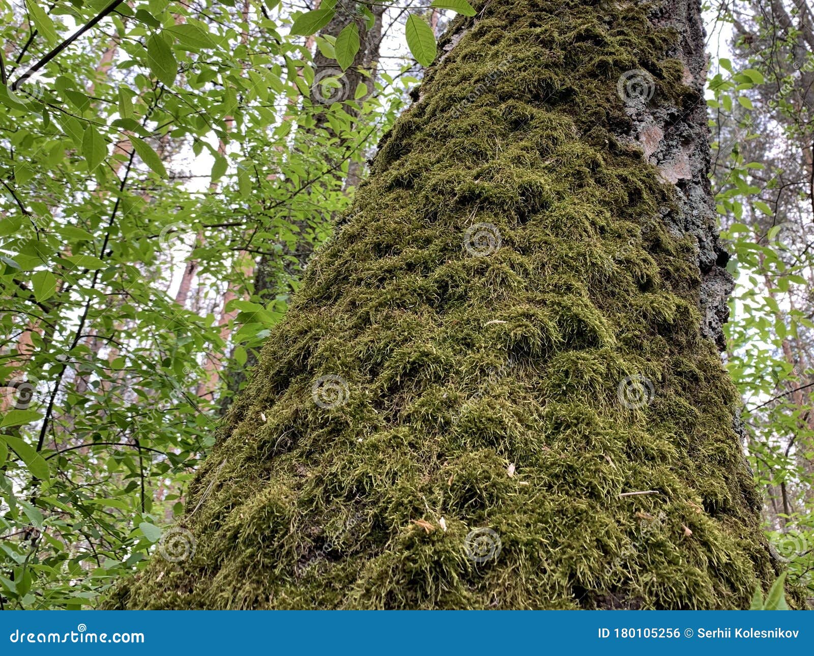 Big Old Tree with Moss. Moss Grows on a High Tree Trunk in the Forest ...