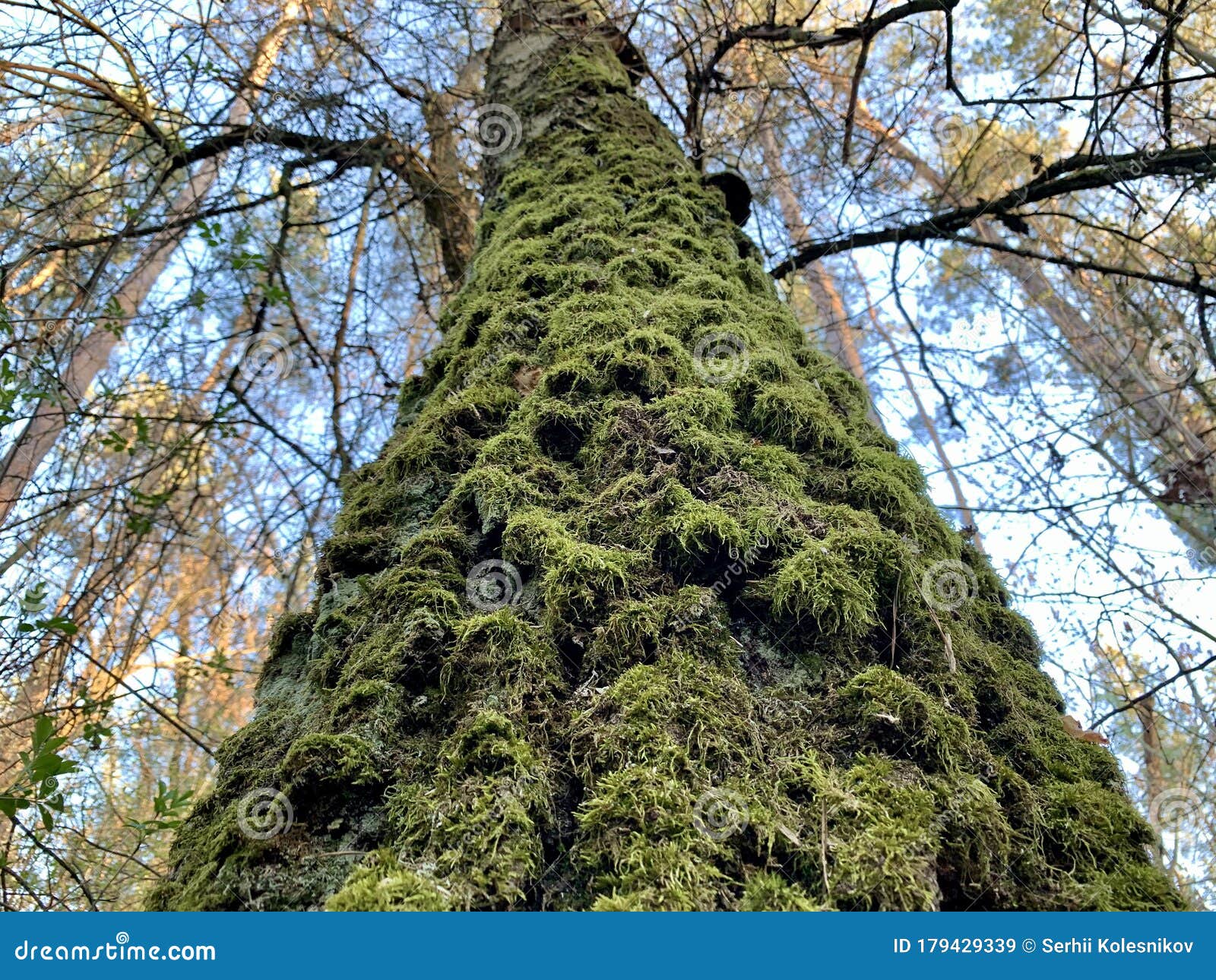 Big Old Tree with Moss. Moss Grows on a High Tree Trunk in the Forest ...