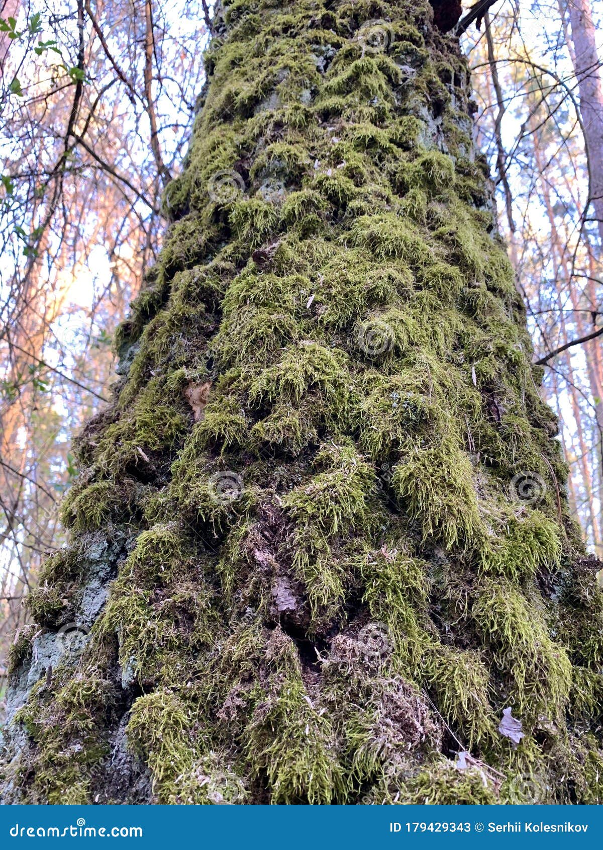 Big Old Tree with Moss. Moss Grows on a High Tree Trunk in the Forest ...